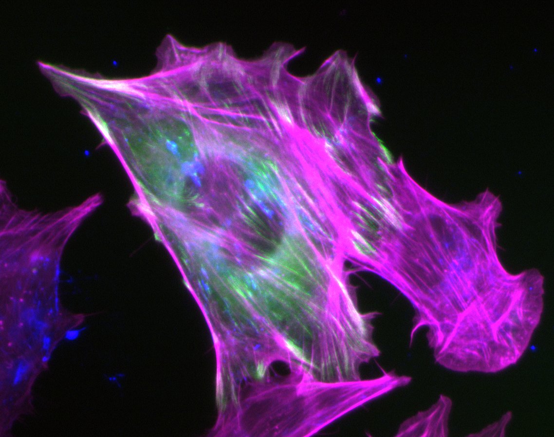 Cell Images – Morgan Lab