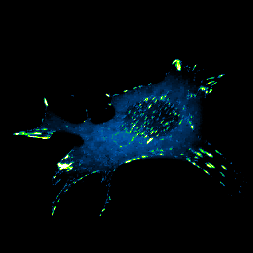 Adhesion Dynamics – Morgan Lab